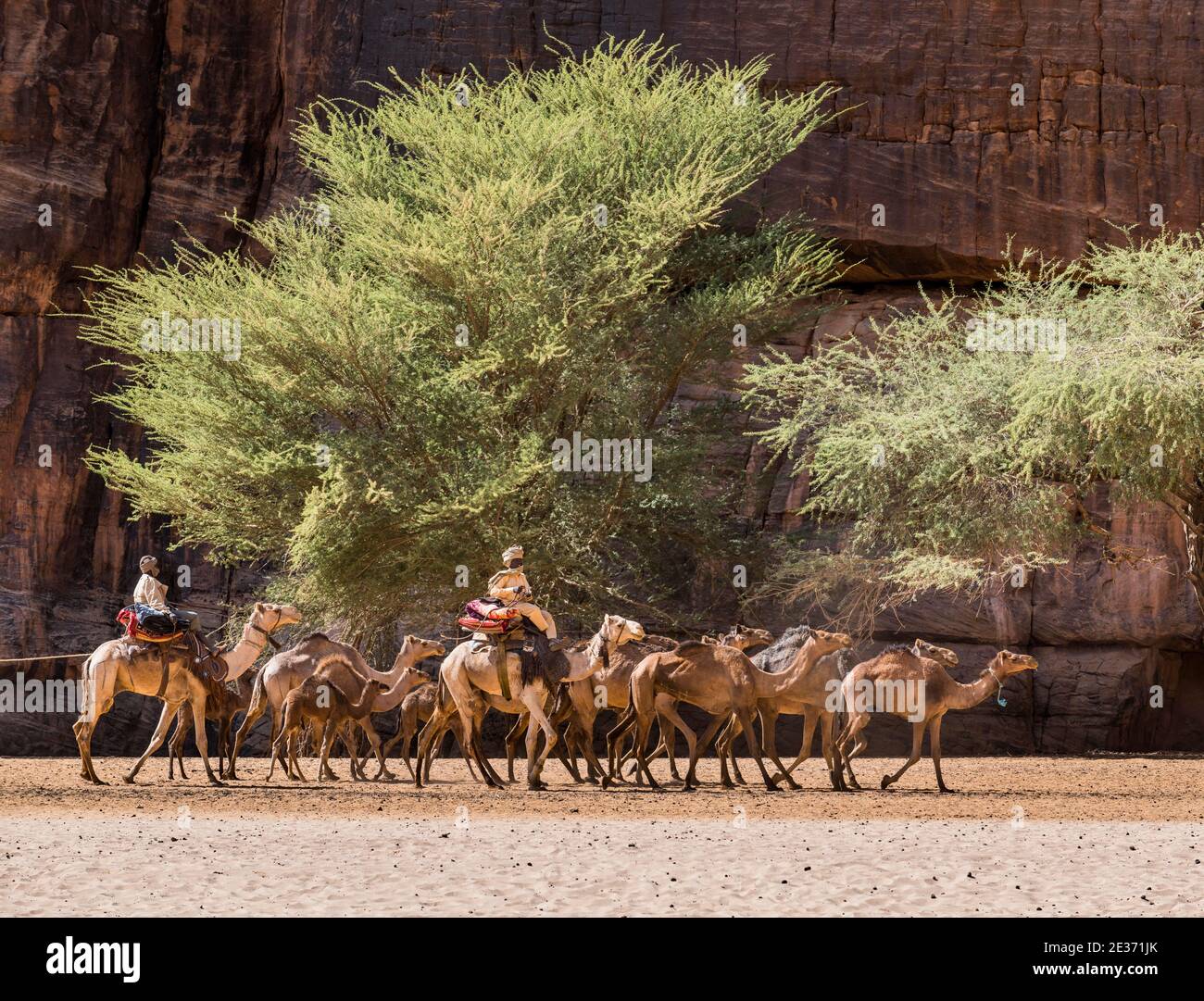 Camel caravan, Guelta d'Archei waterhole, Ennedi plateau, Chad Stock ...