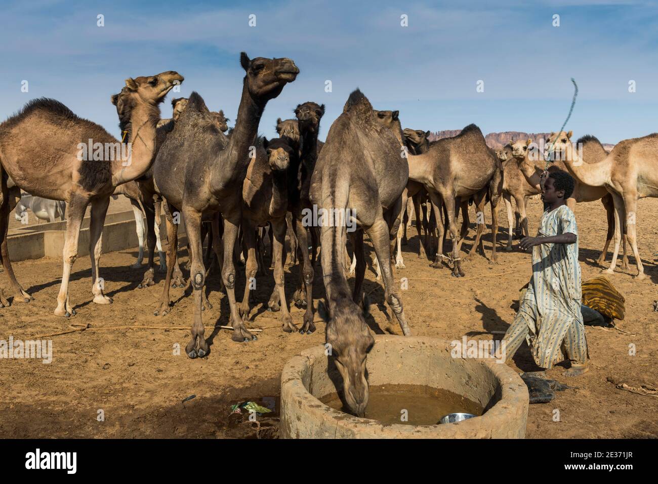Camels at a water hole, Ennedi plateau, Chad Stock Photo - Alamy