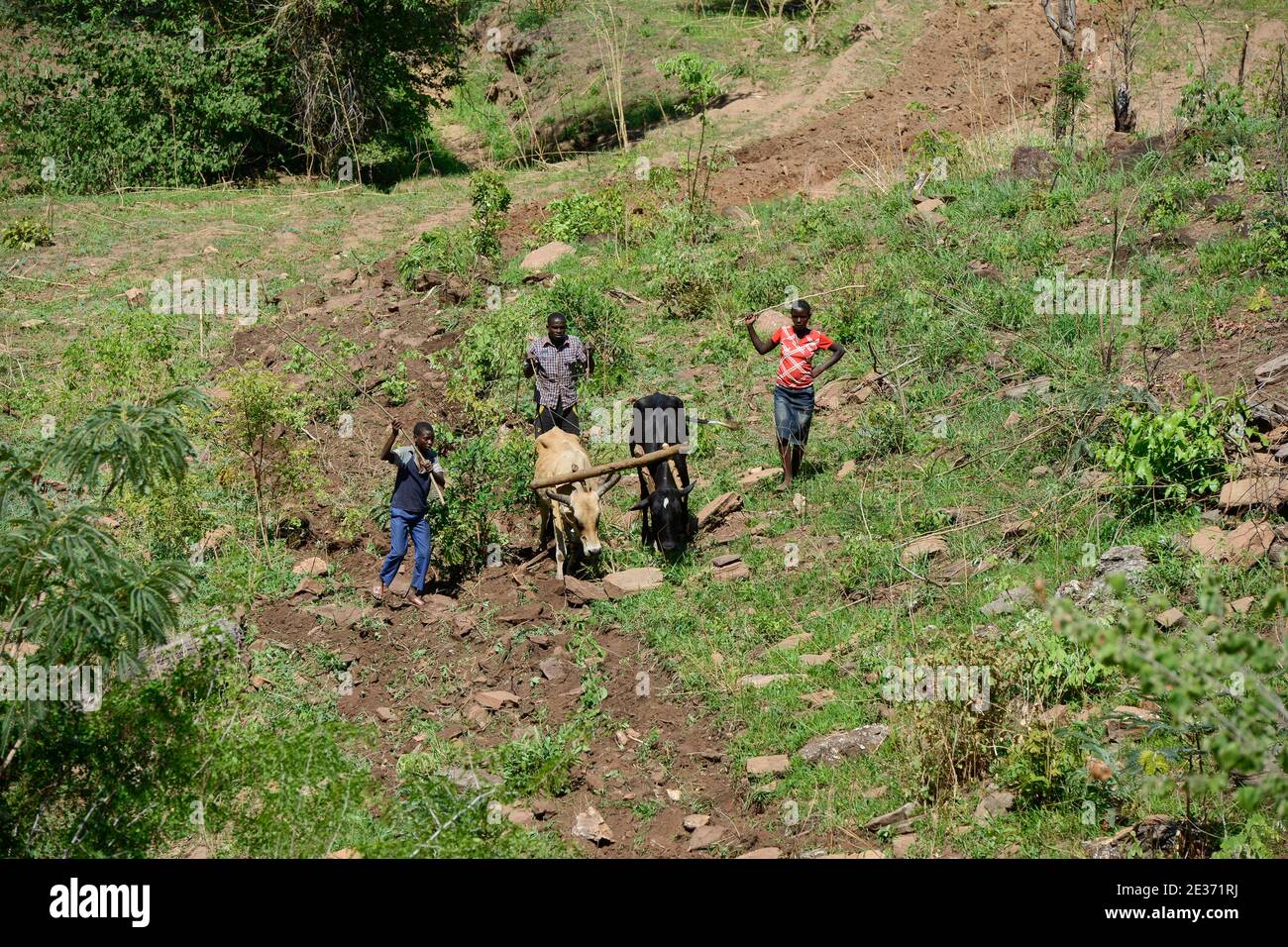 ZAMBIA, Sinazongwe, Tonga tribe, village Muziyo, contour farming in ...