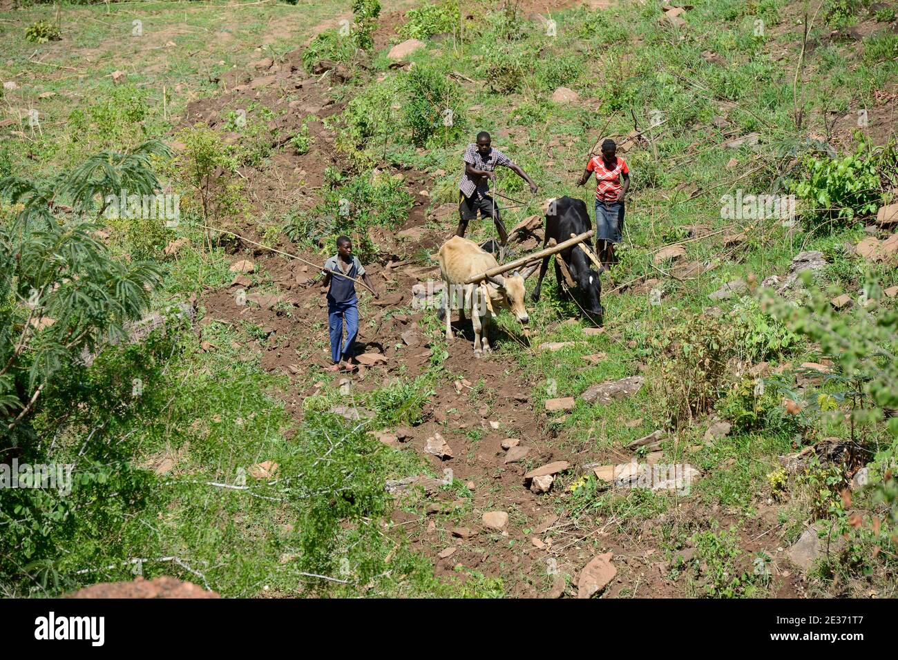 ZAMBIA, Sinazongwe, Tonga tribe, village Muziyo, contour farming in ...
