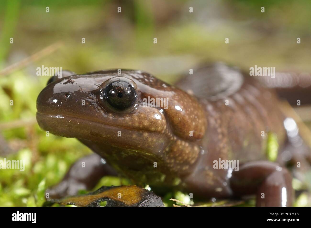 Close up of the head of a Nortwestern salamander, Ambystoma gracile ...