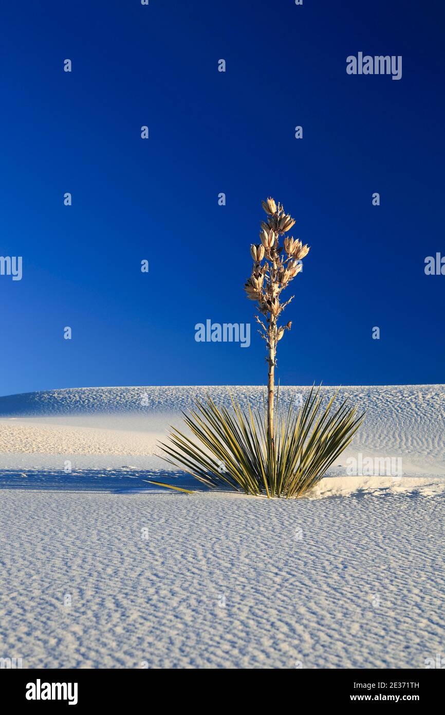 Yucca, palm lily (yucca), agave plant growing in gypsum sand dunes ...