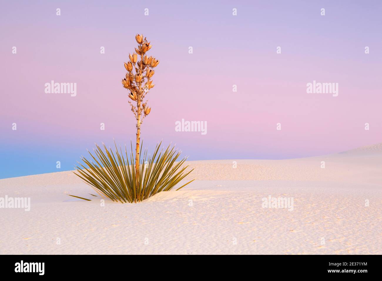 Yucca, palm lily (yucca), agave plant growing in gypsum sand dunes ...