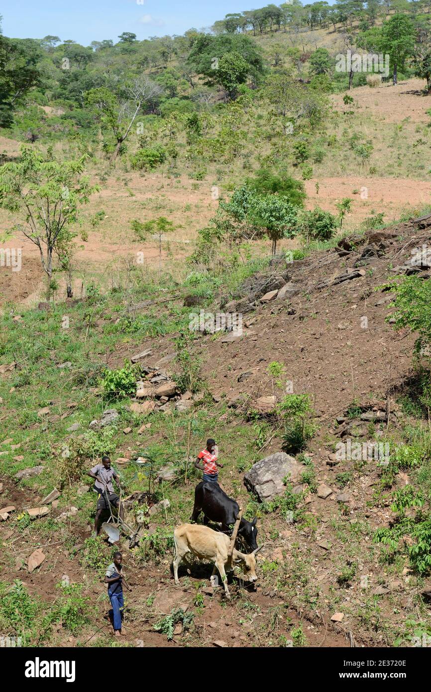 ZAMBIA, Sinazongwe, Tonga tribe, village Muziyo, contour farming in ...