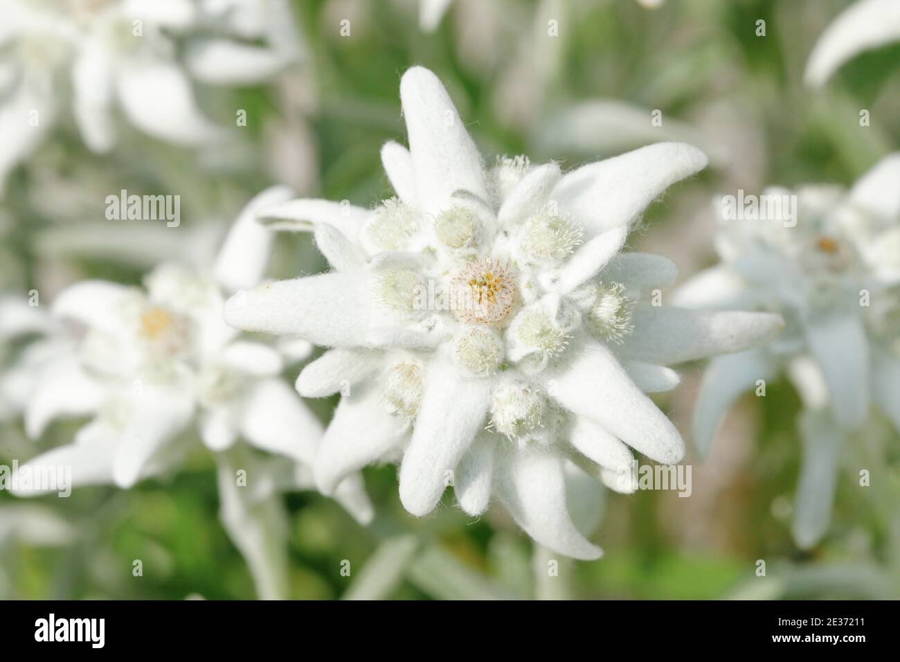 Alpine Edelweiss (Leontopodium alpinum), Switzerland Stock Photo - Alamy