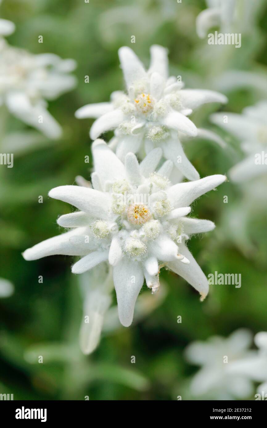 Alpine Edelweiss (Leontopodium alpinum), Switzerland Stock Photo - Alamy