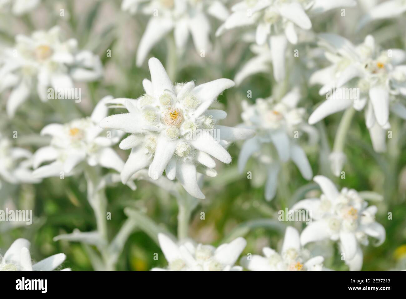 Alpine Edelweiss (Leontopodium alpinum), Switzerland Stock Photo - Alamy