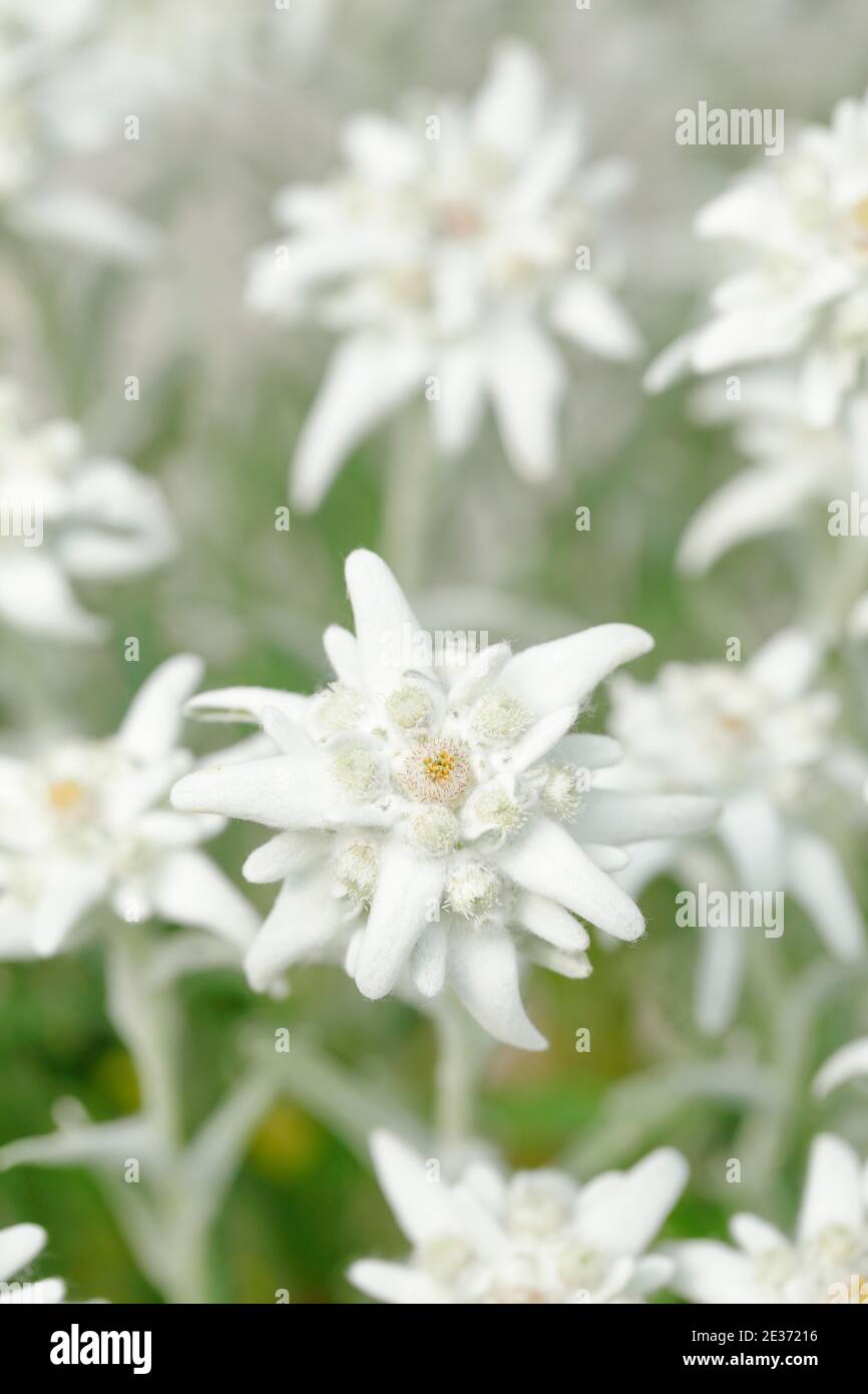 Alpine Edelweiss (Leontopodium alpinum), Switzerland Stock Photo - Alamy