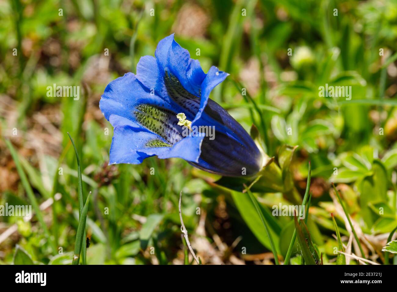 Alpine gentian, Swiss Alps Stock Photo - Alamy