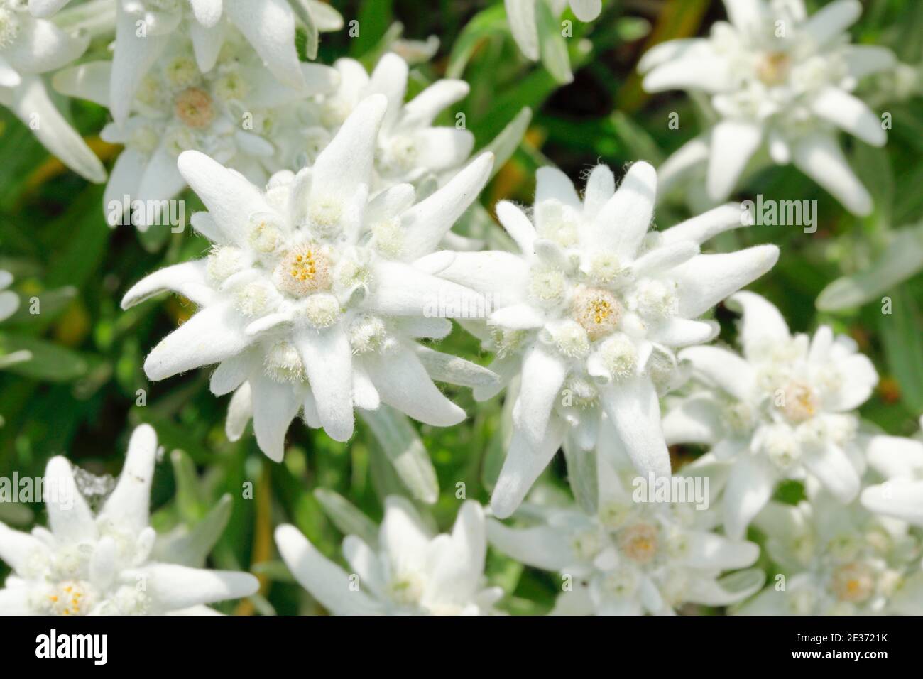 Alpine Edelweiss (Leontopodium alpinum), Switzerland Stock Photo - Alamy