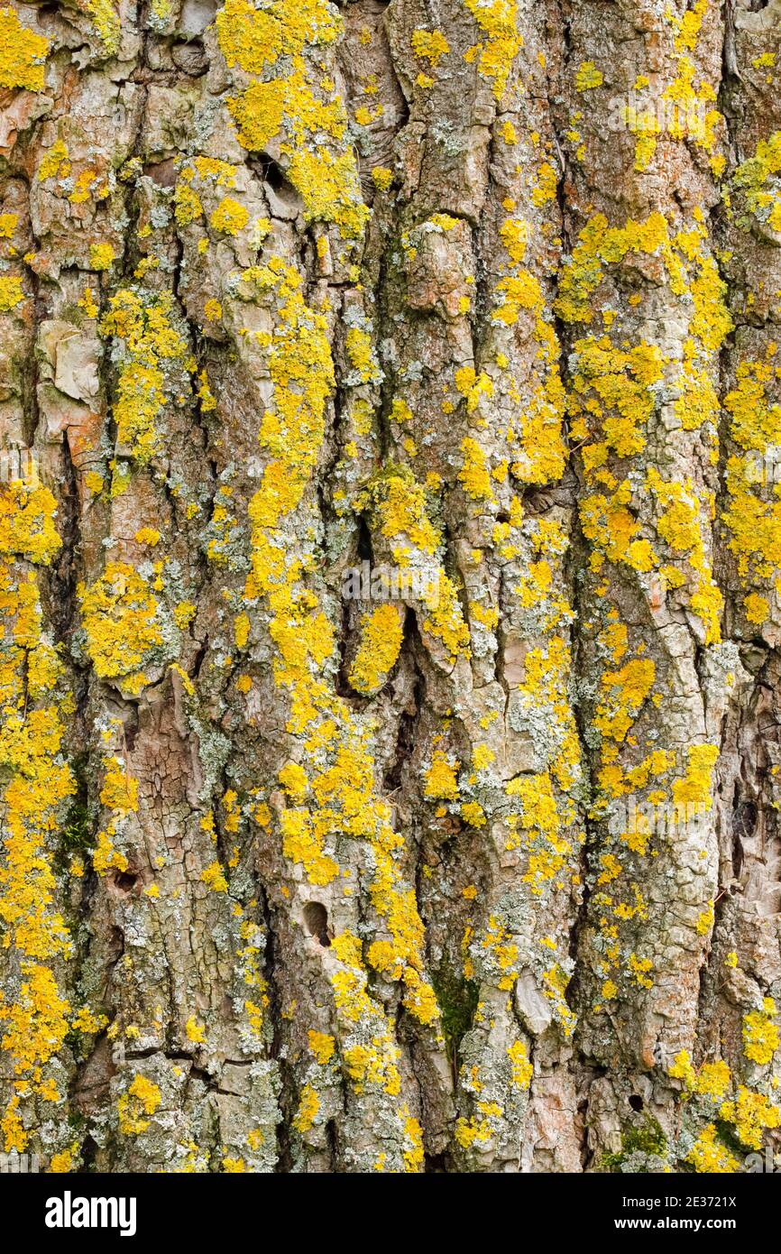 Braided bark hi-res stock photography and images - Alamy