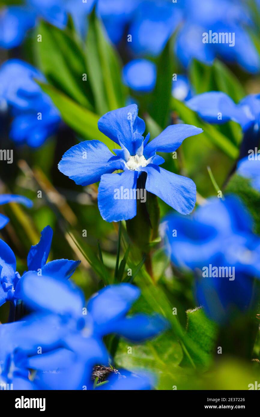 Spring Gentian (Gentiana verna), Switzerland Stock Photo - Alamy