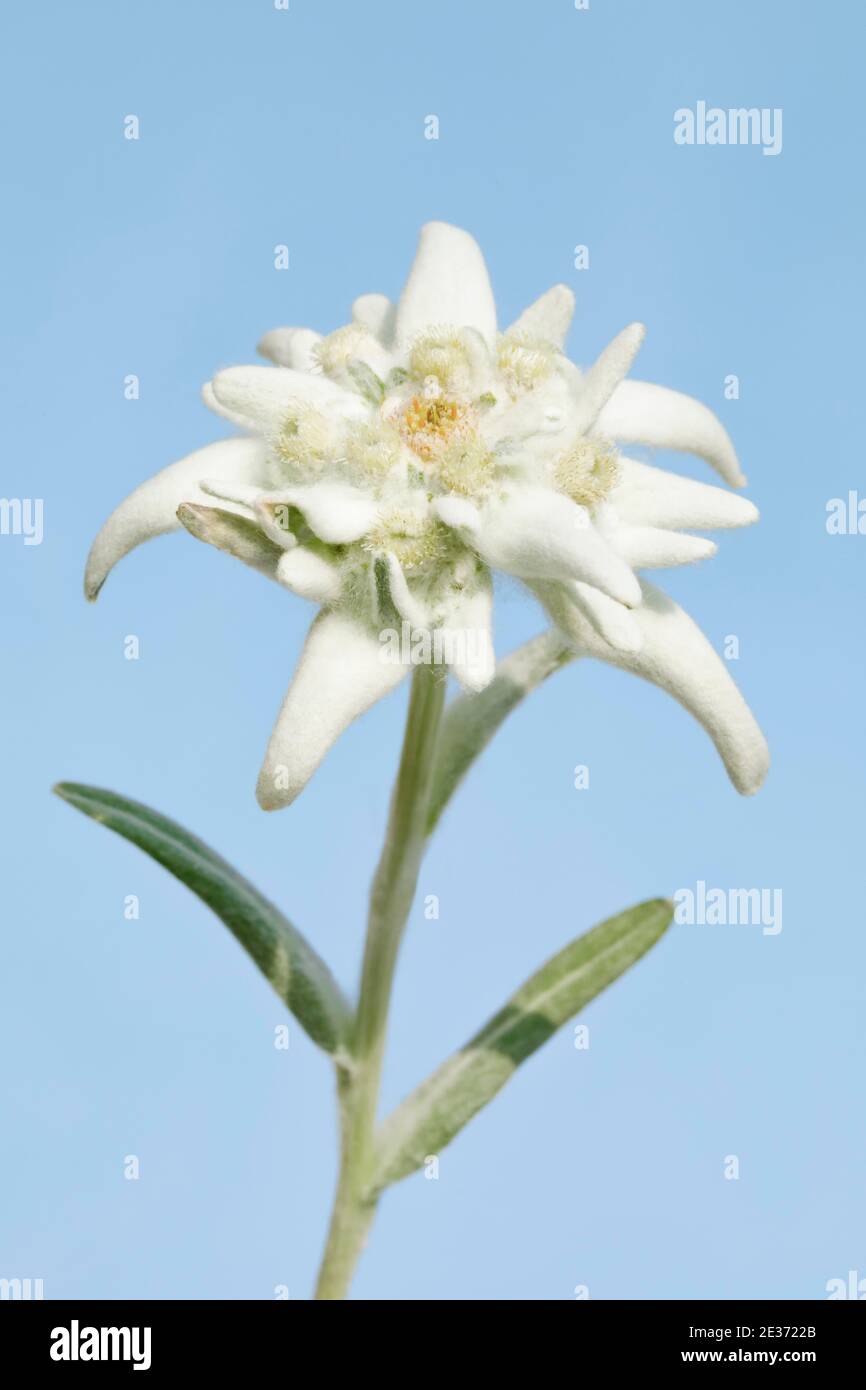 Alpine Edelweiss (Leontopodium alpinum), Switzerland Stock Photo - Alamy