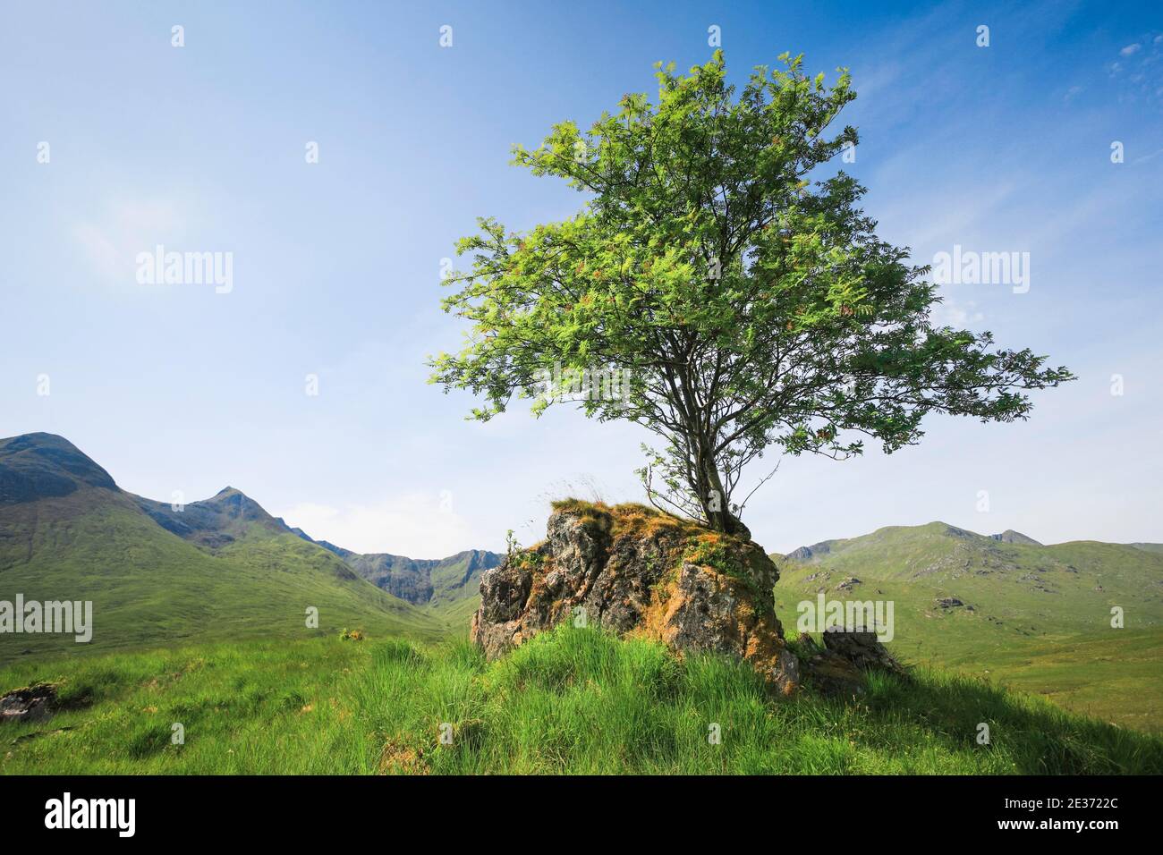 Mountain ash on rock, Scotland, Great Britain Stock Photo - Alamy