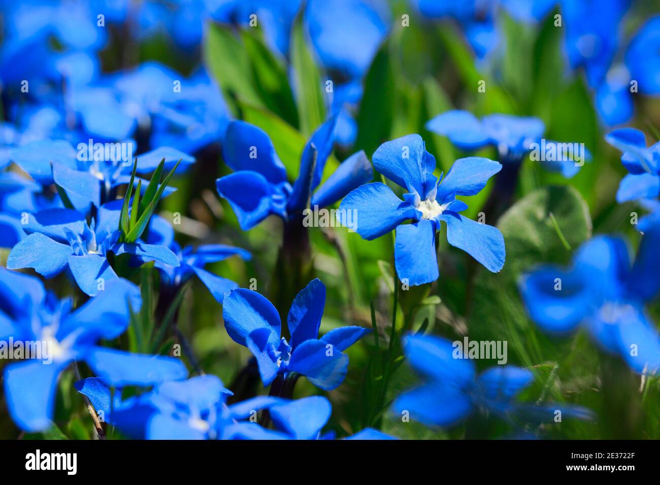 Spring Gentian (Gentiana verna), Switzerland Stock Photo - Alamy