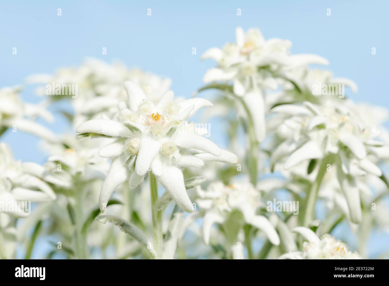 Alpine Edelweiss (Leontopodium alpinum), Switzerland Stock Photo - Alamy