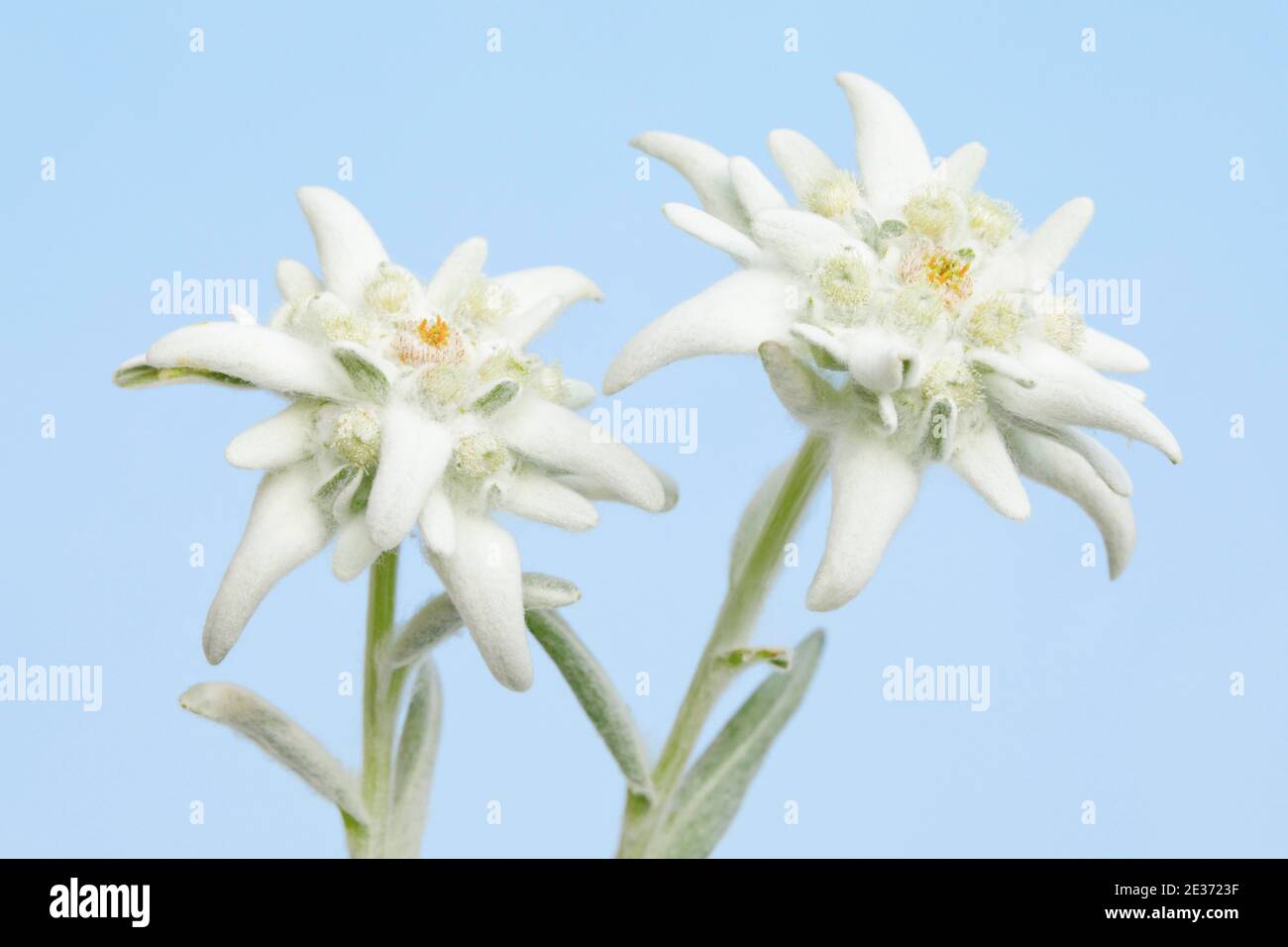 Alpine Edelweiss (Leontopodium alpinum), Switzerland Stock Photo - Alamy