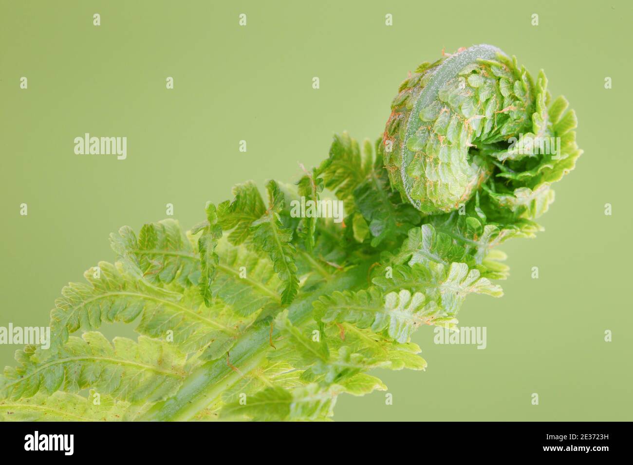 Single young fern hi-res stock photography and images - Alamy