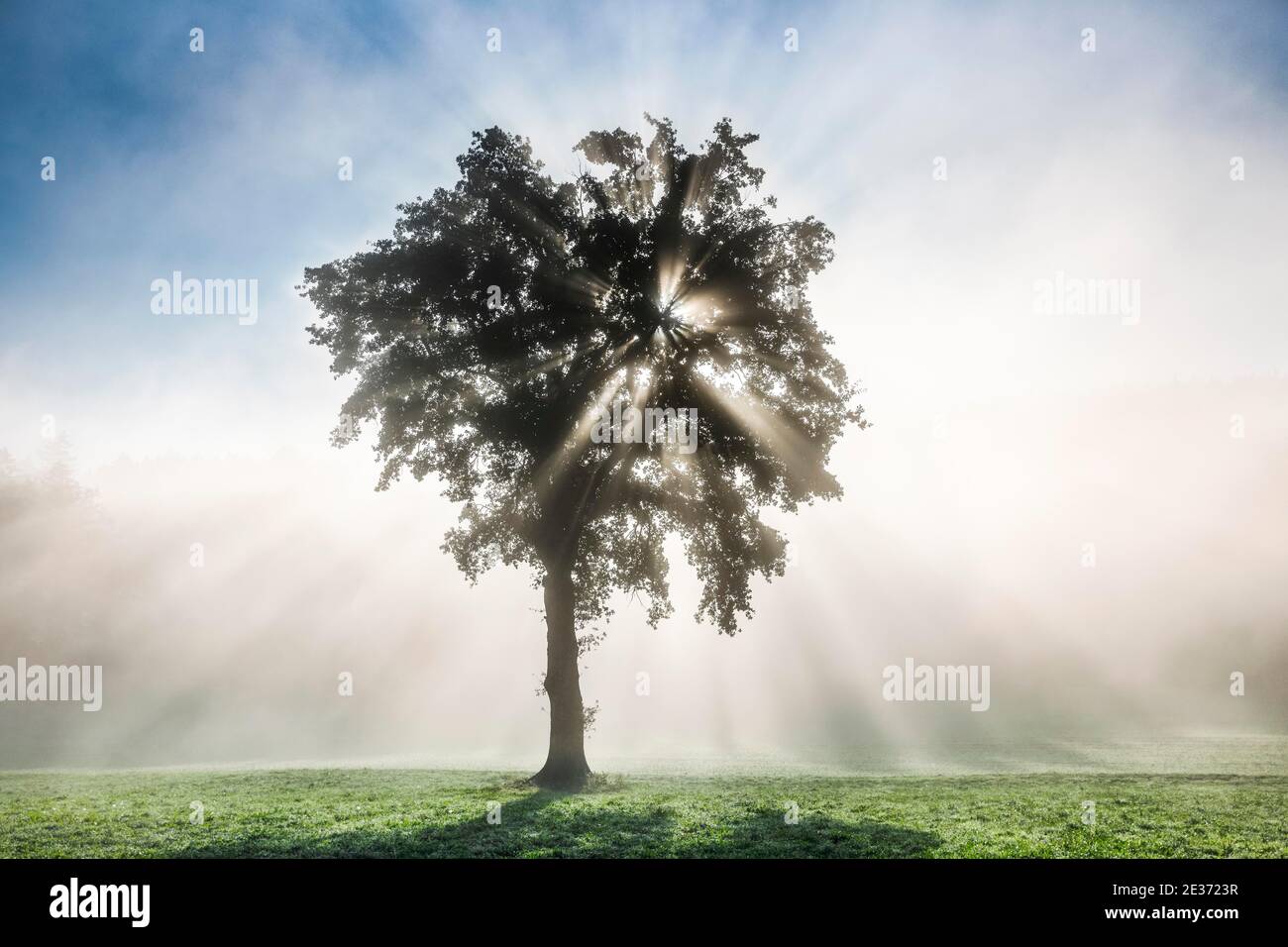 Switzerland oak tree in hi-res stock photography and images - Alamy