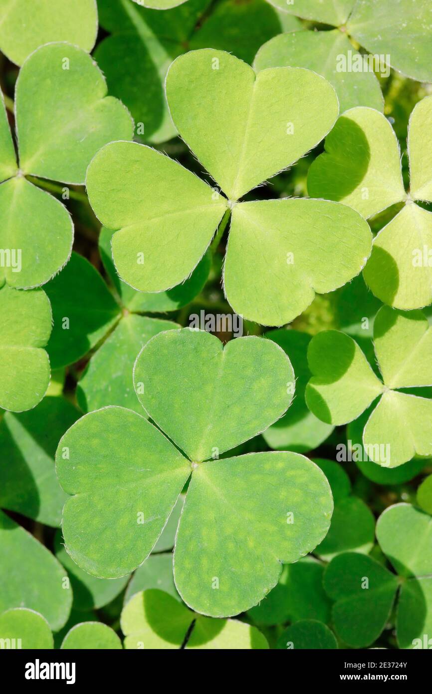 Family clover hi-res stock photography and images - Alamy