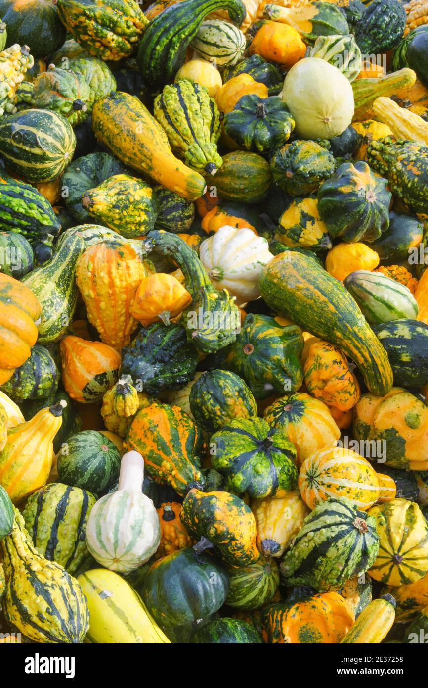 Close up ornamental pumpkins hi-res stock photography and images - Alamy