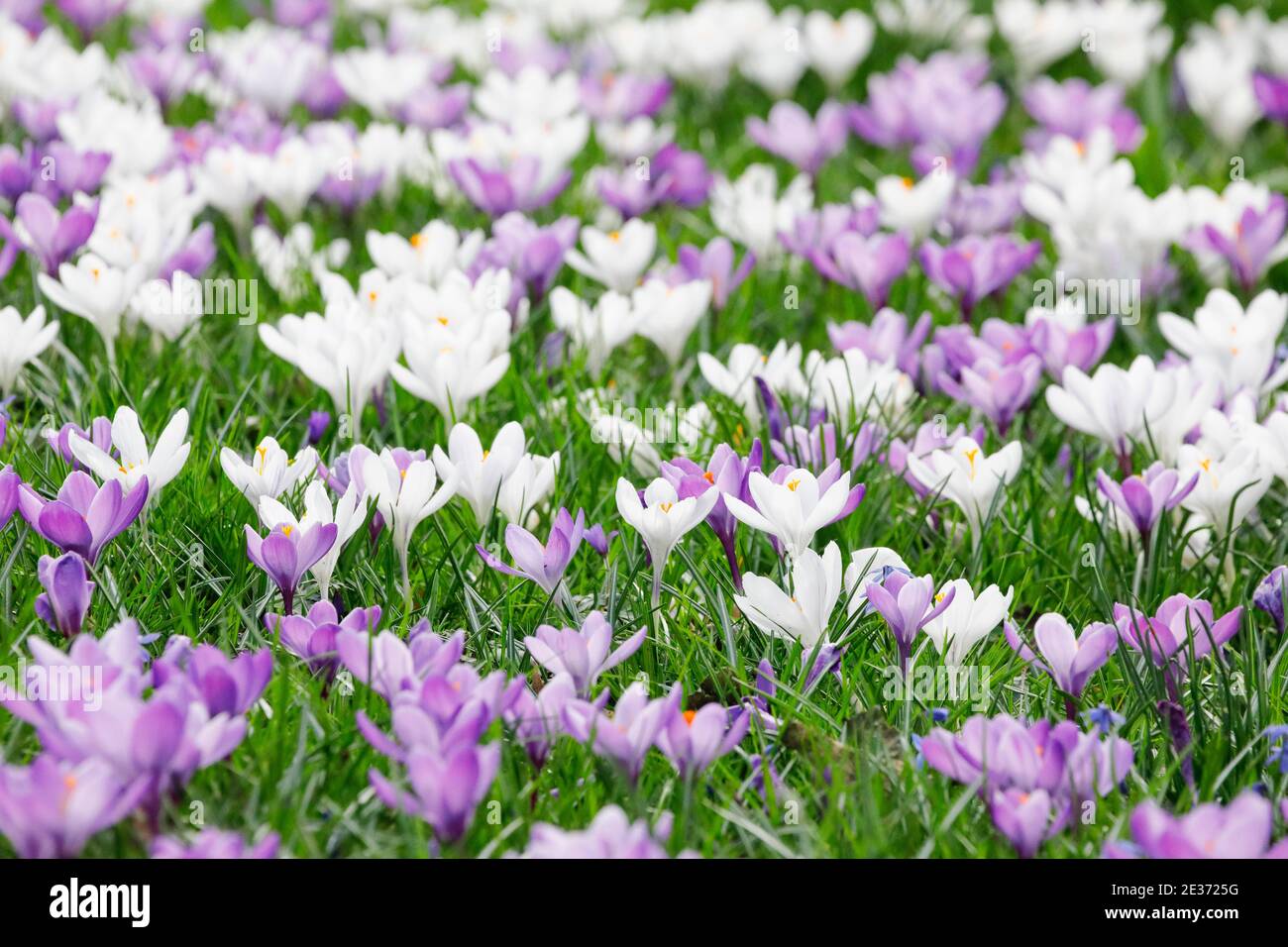 Crocuses in spring Stock Photo - Alamy