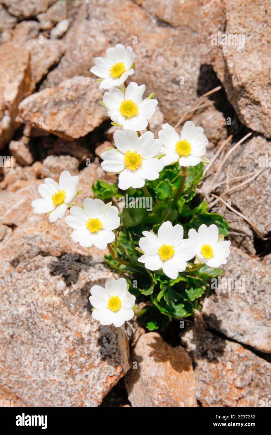 Alpine buttercup hi-res stock photography and images - Alamy