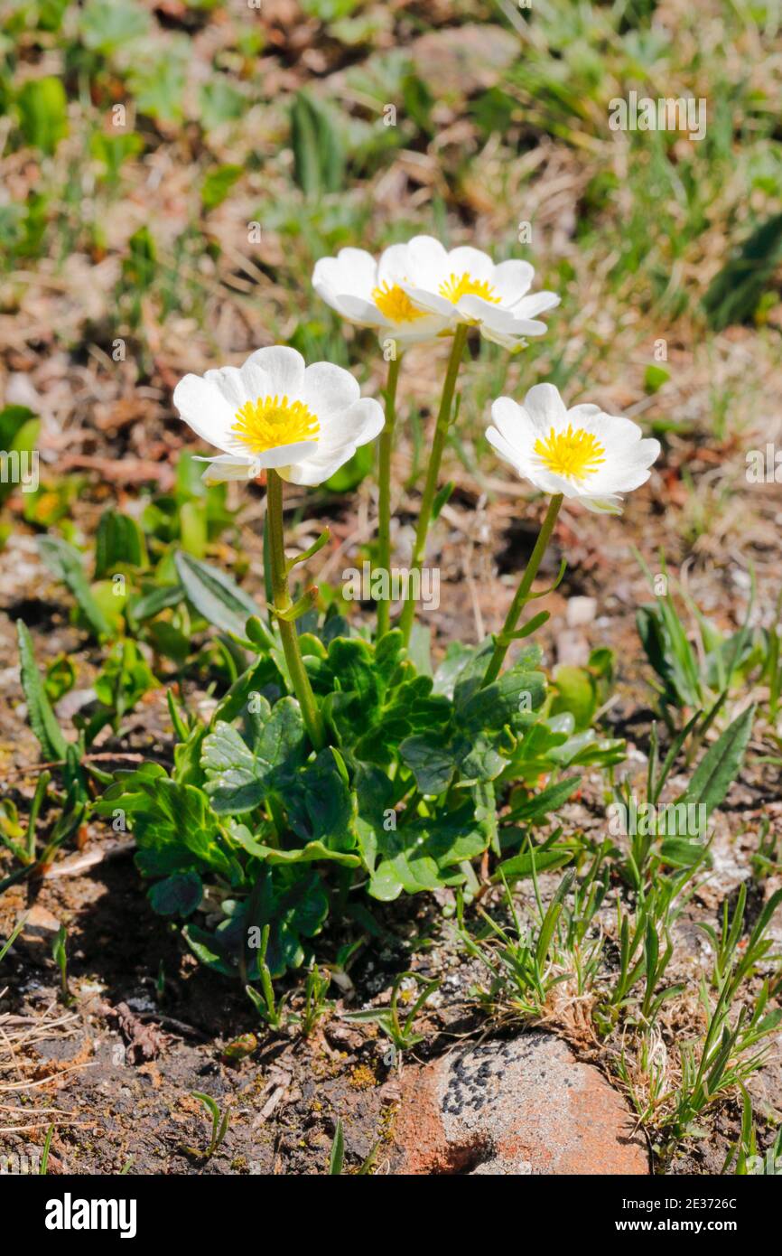 Alpine buttercup (Ranunculus alpestris), Switzerland Stock Photo - Alamy