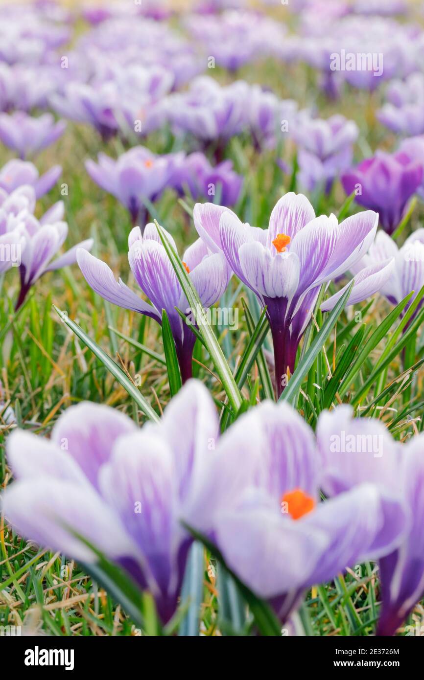 Crocuses in spring Stock Photo - Alamy