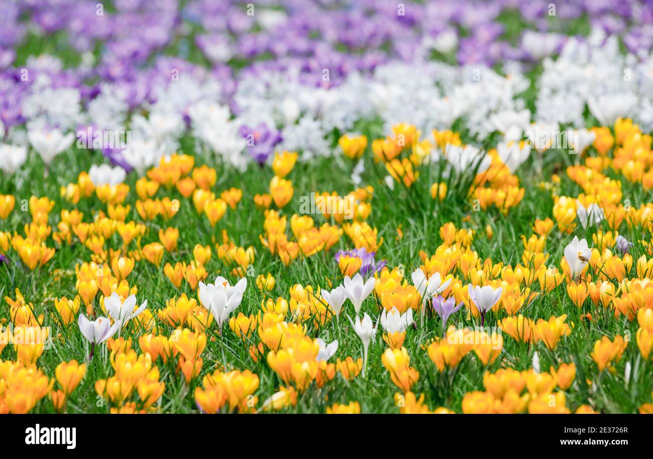 Crocuses in spring Stock Photo - Alamy