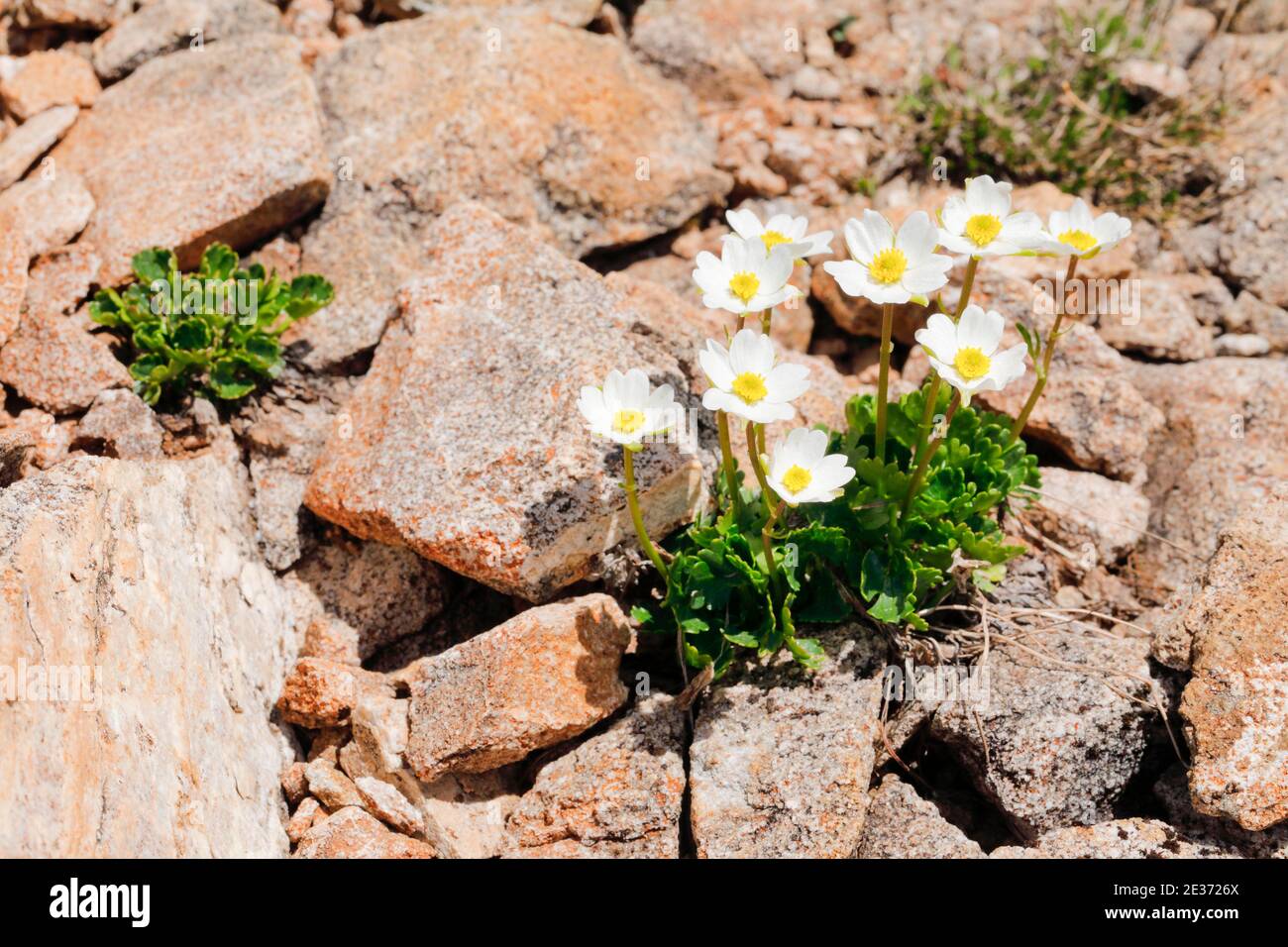 Alpine buttercup (Ranunculus alpestris), Switzerland Stock Photo - Alamy