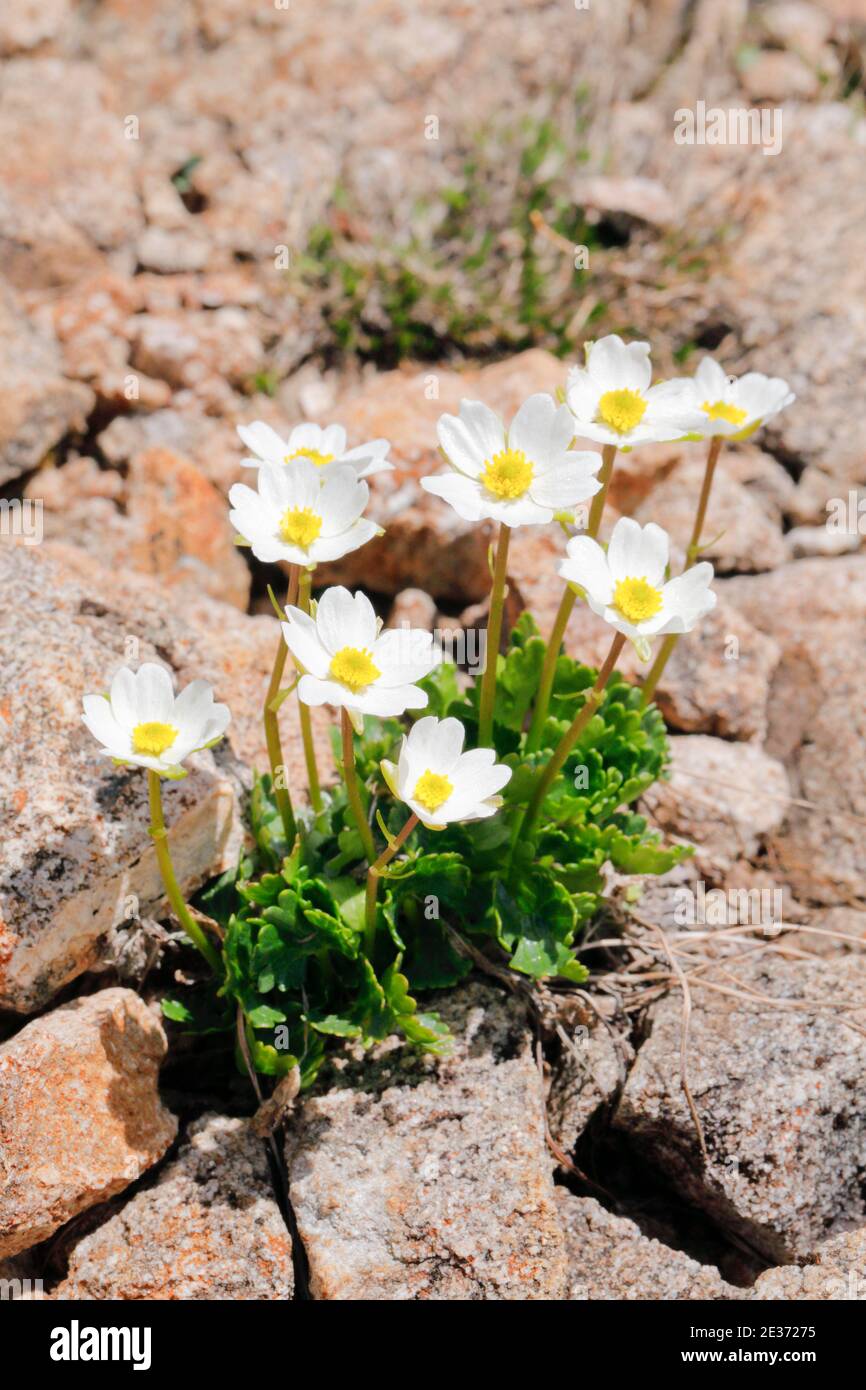 Alpine buttercup (Ranunculus alpestris), Switzerland Stock Photo - Alamy
