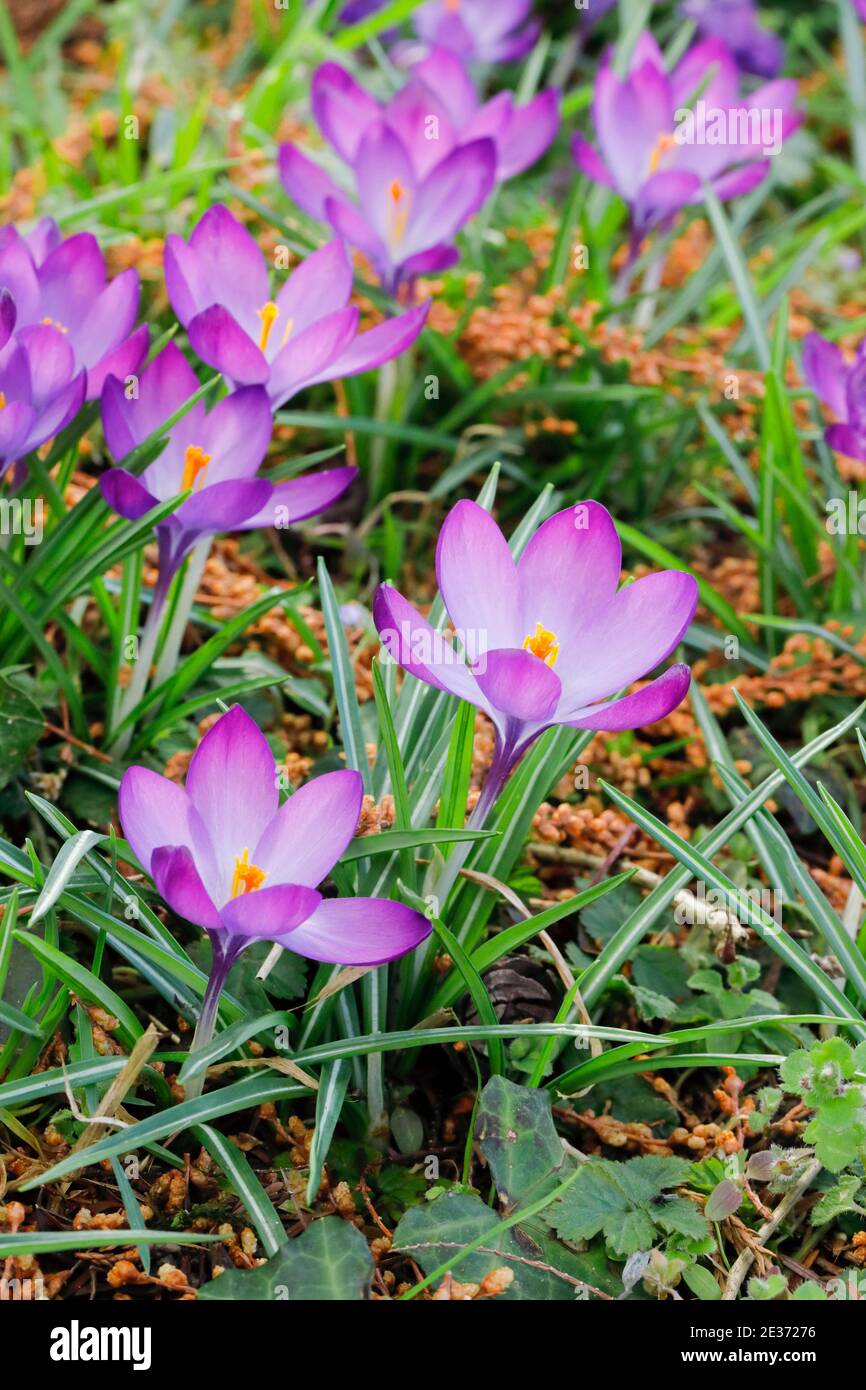 Crocuses in spring Stock Photo - Alamy