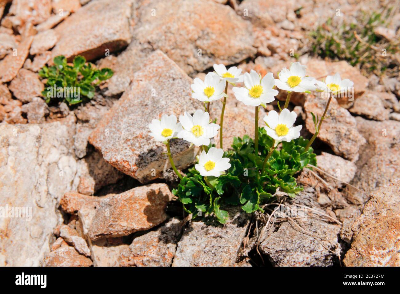 Alpine buttercup (Ranunculus alpestris), Switzerland Stock Photo - Alamy