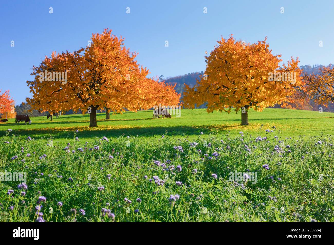 Cherry trees in autumn, Prunus avium, Switzerland Stock Photo - Alamy