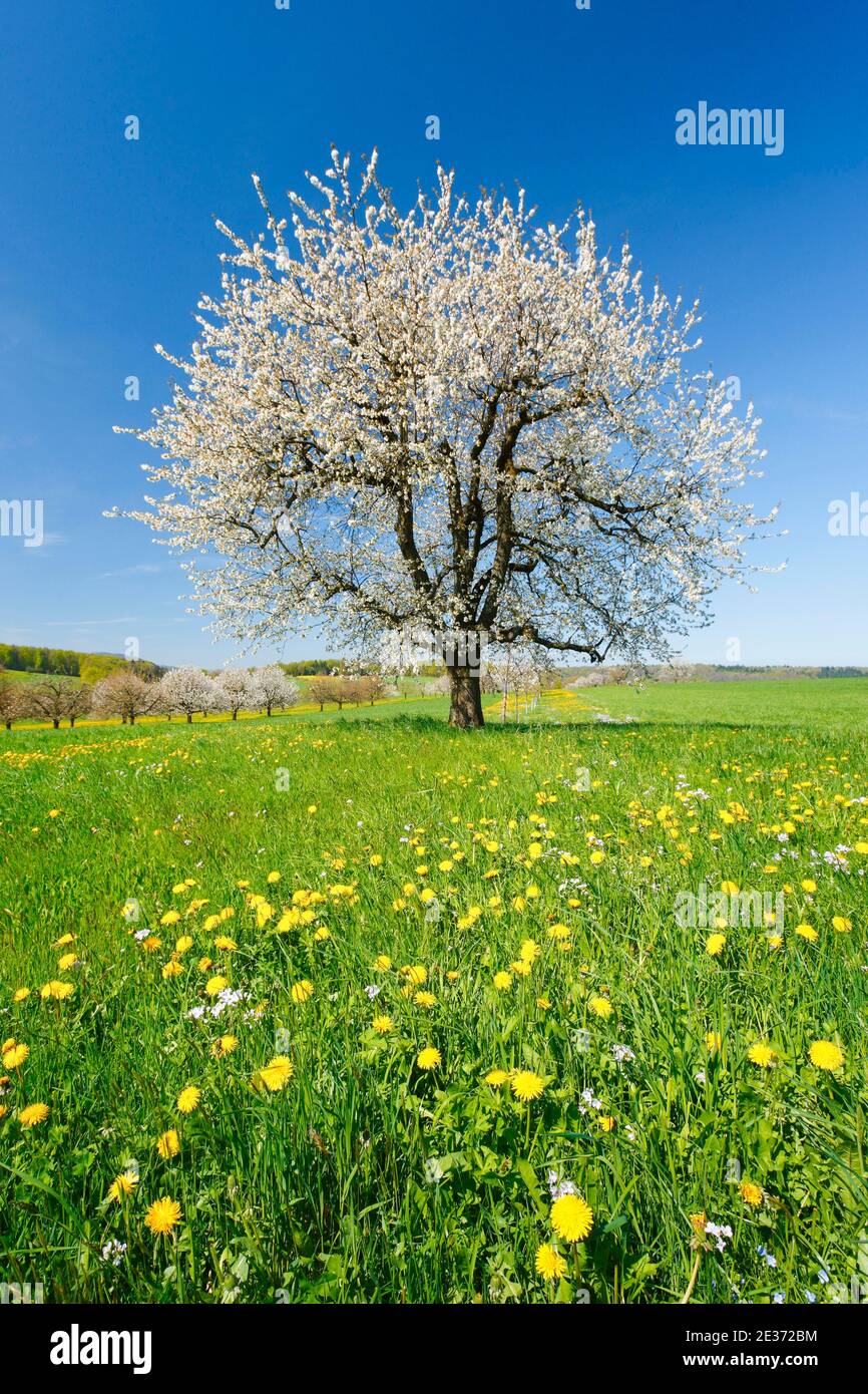 Basel tree hi-res stock photography and images - Alamy