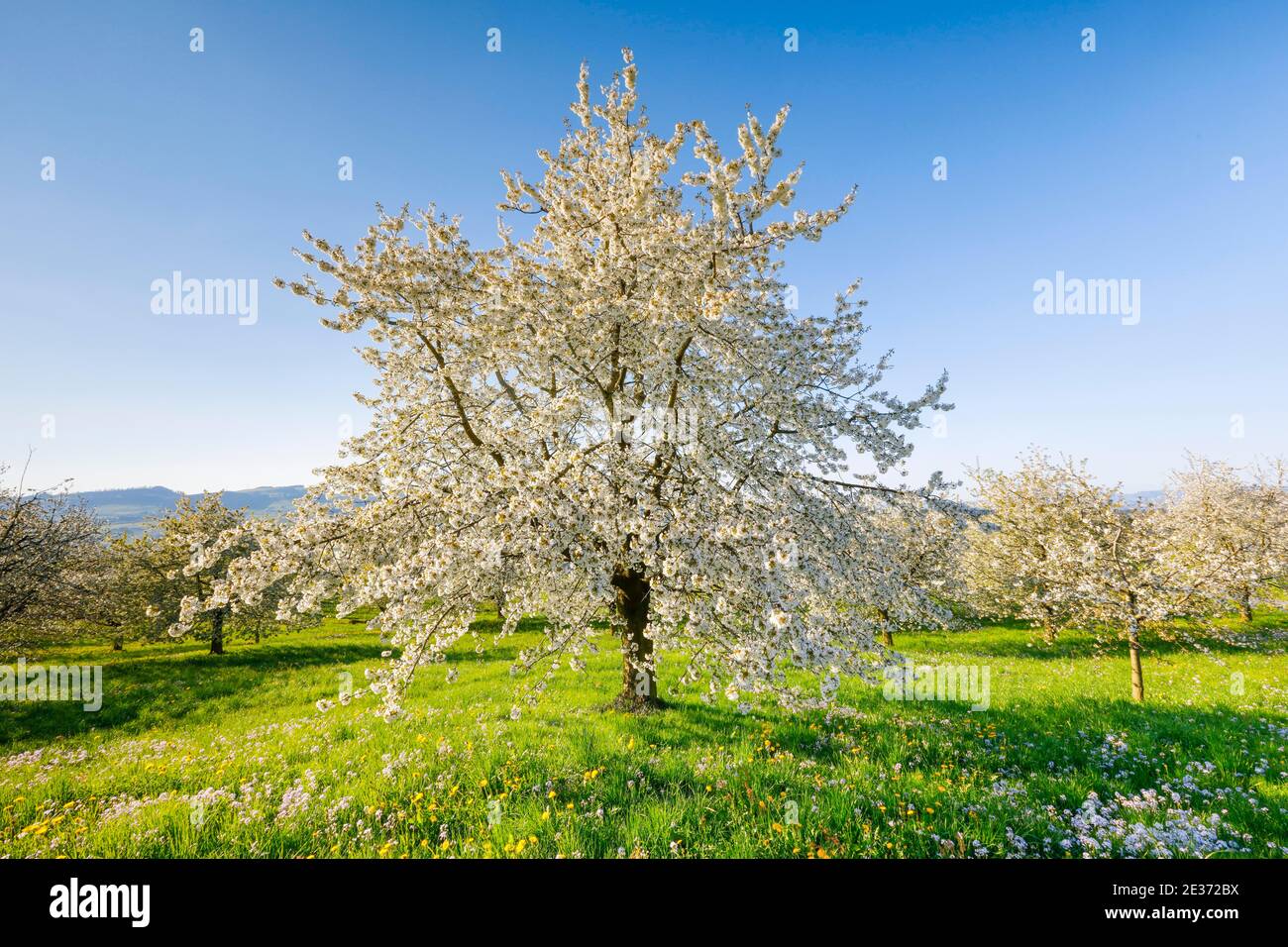 Cherry trees in spring, Prunus avium, Switzerland Stock Photo - Alamy