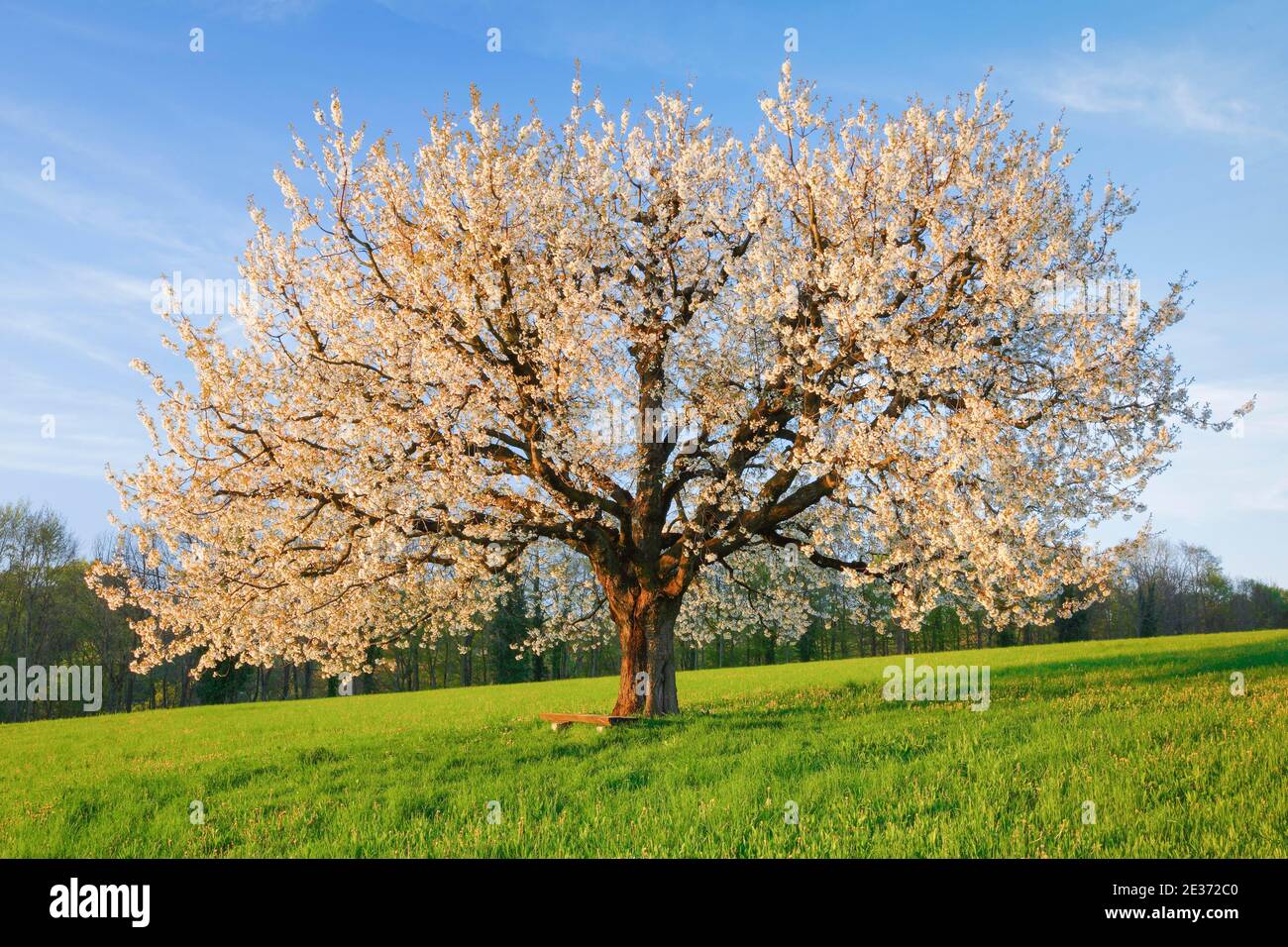 Cherry tree in spring, Prunus avium, Basel-Land, Switzerland Stock ...
