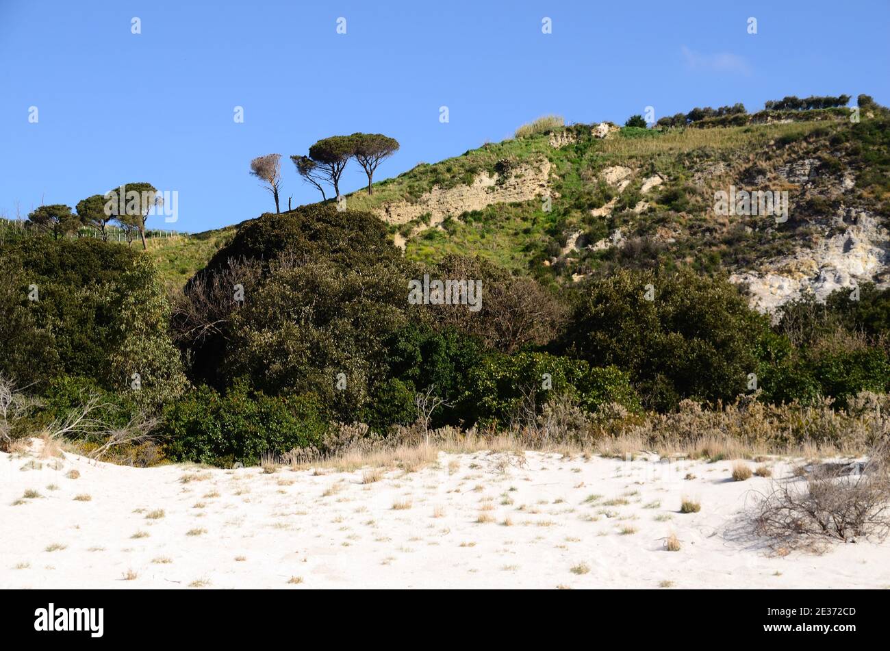 green nature with beautiful trees and white sand Stock Photo - Alamy