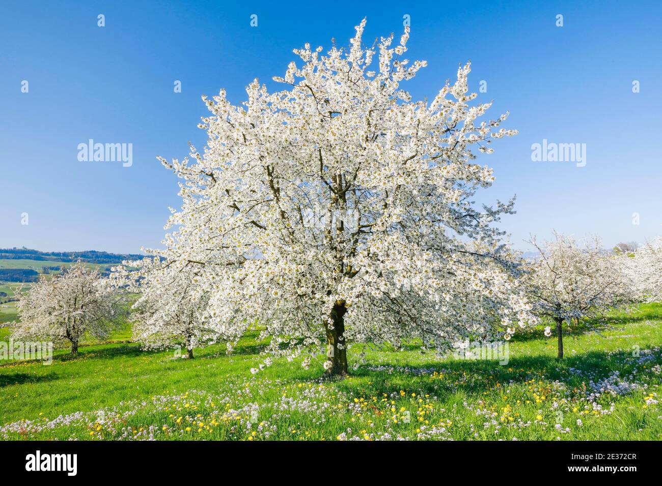 Cherry trees in spring, Prunus avium, Switzerland Stock Photo - Alamy