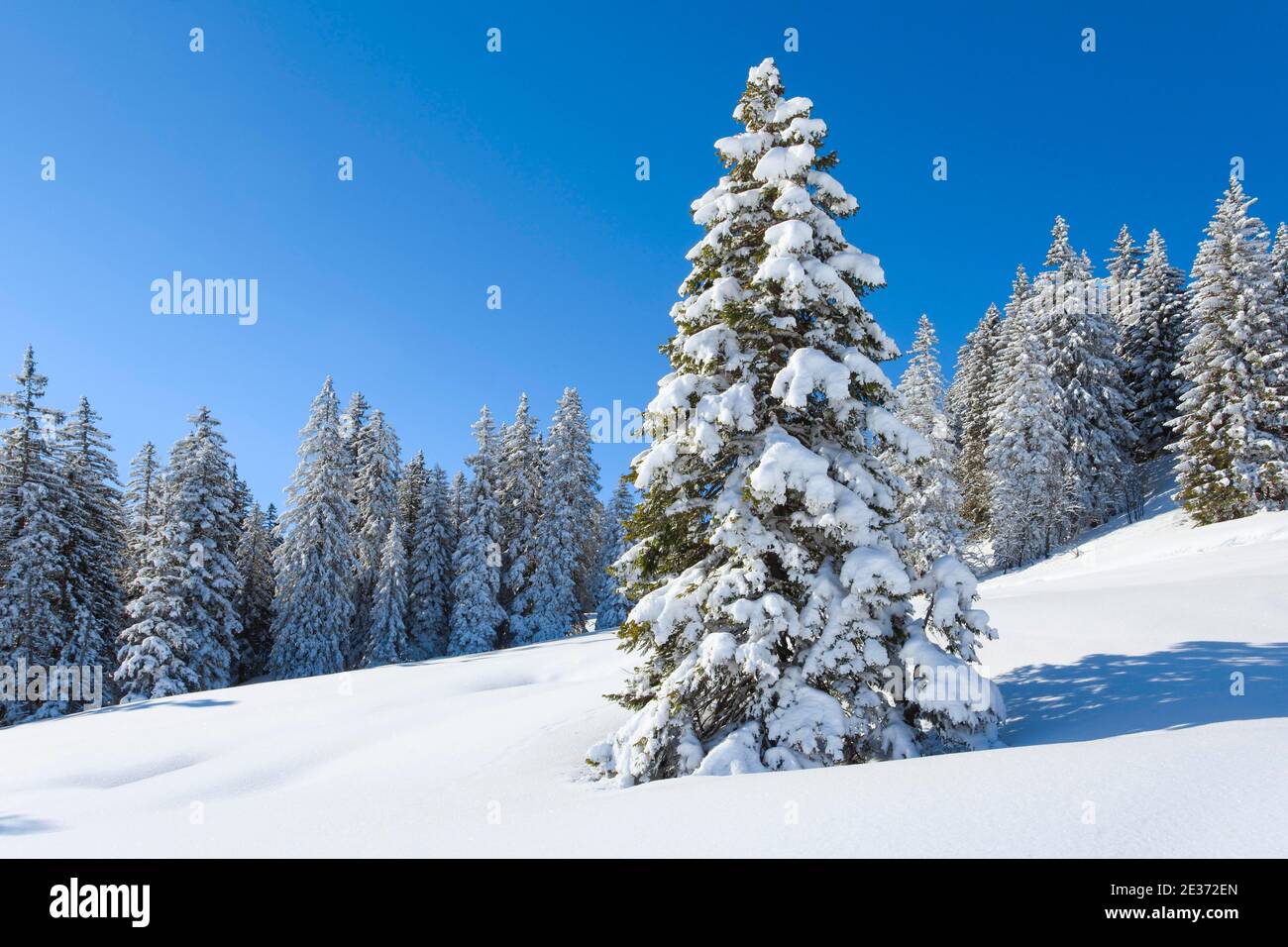 Fir forest landscape mountain hi-res stock photography and images - Alamy