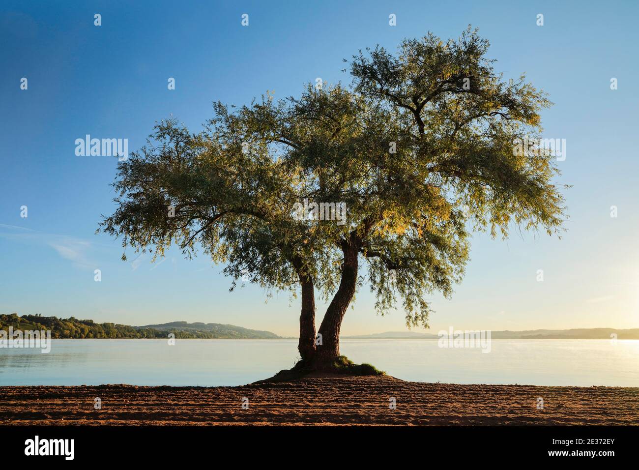 Pasture at Lake Murten, Vaud, Switzerland Stock Photo - Alamy