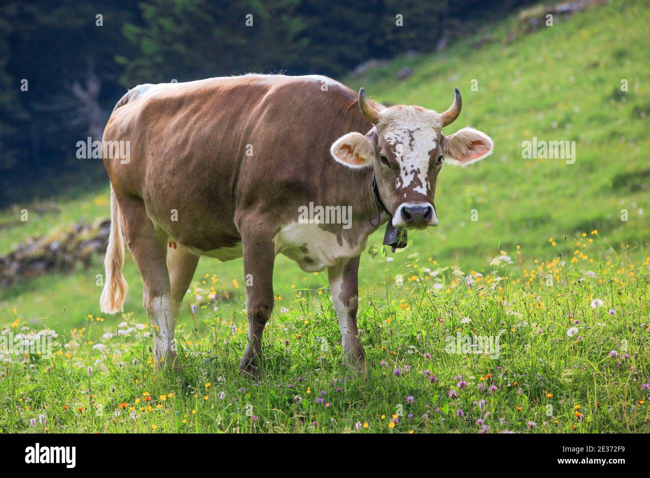 Swiss agriculture hi-res stock photography and images - Alamy