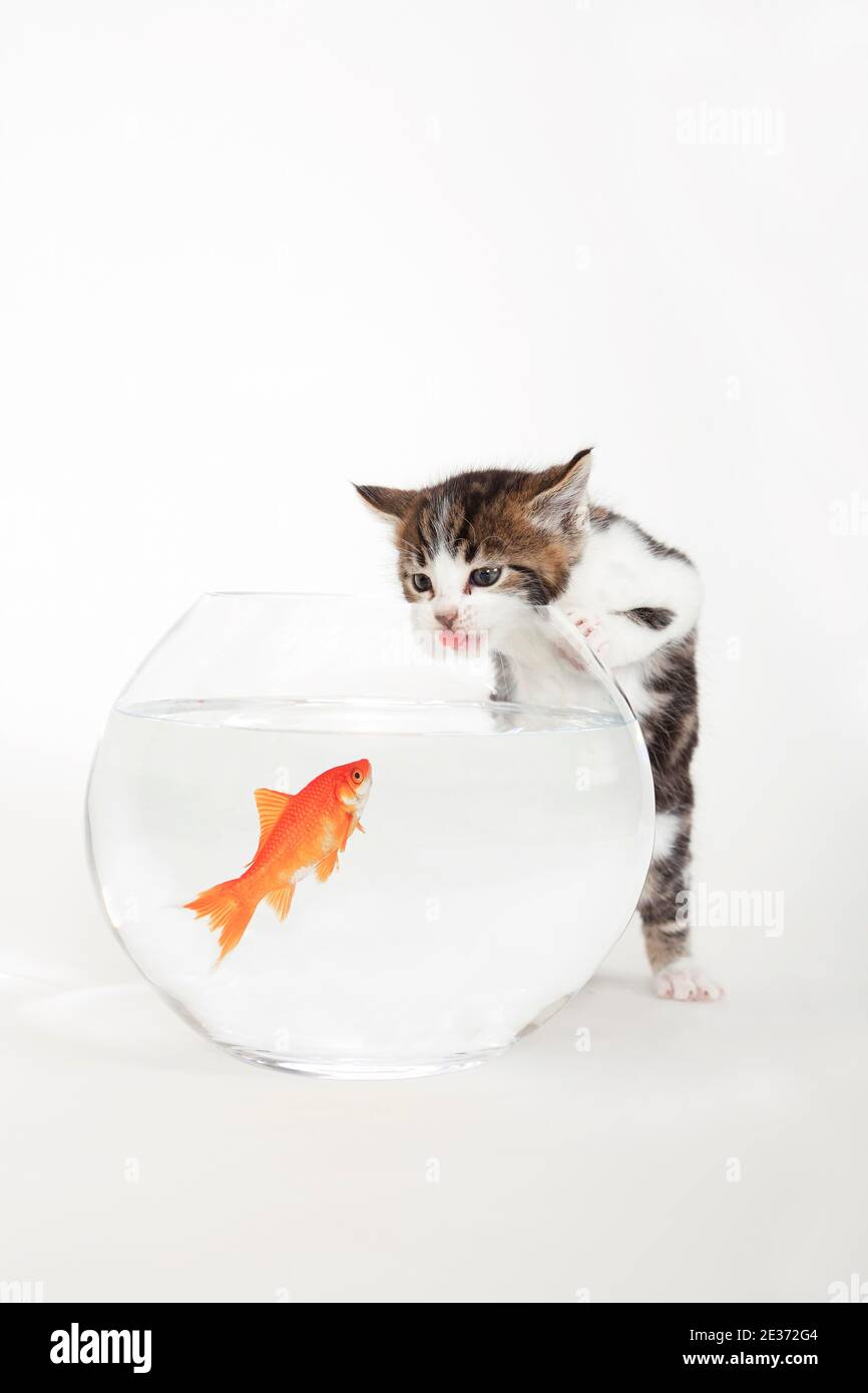 Goldfish in goldfish bowl and house cat, cat standing on hind legs ...