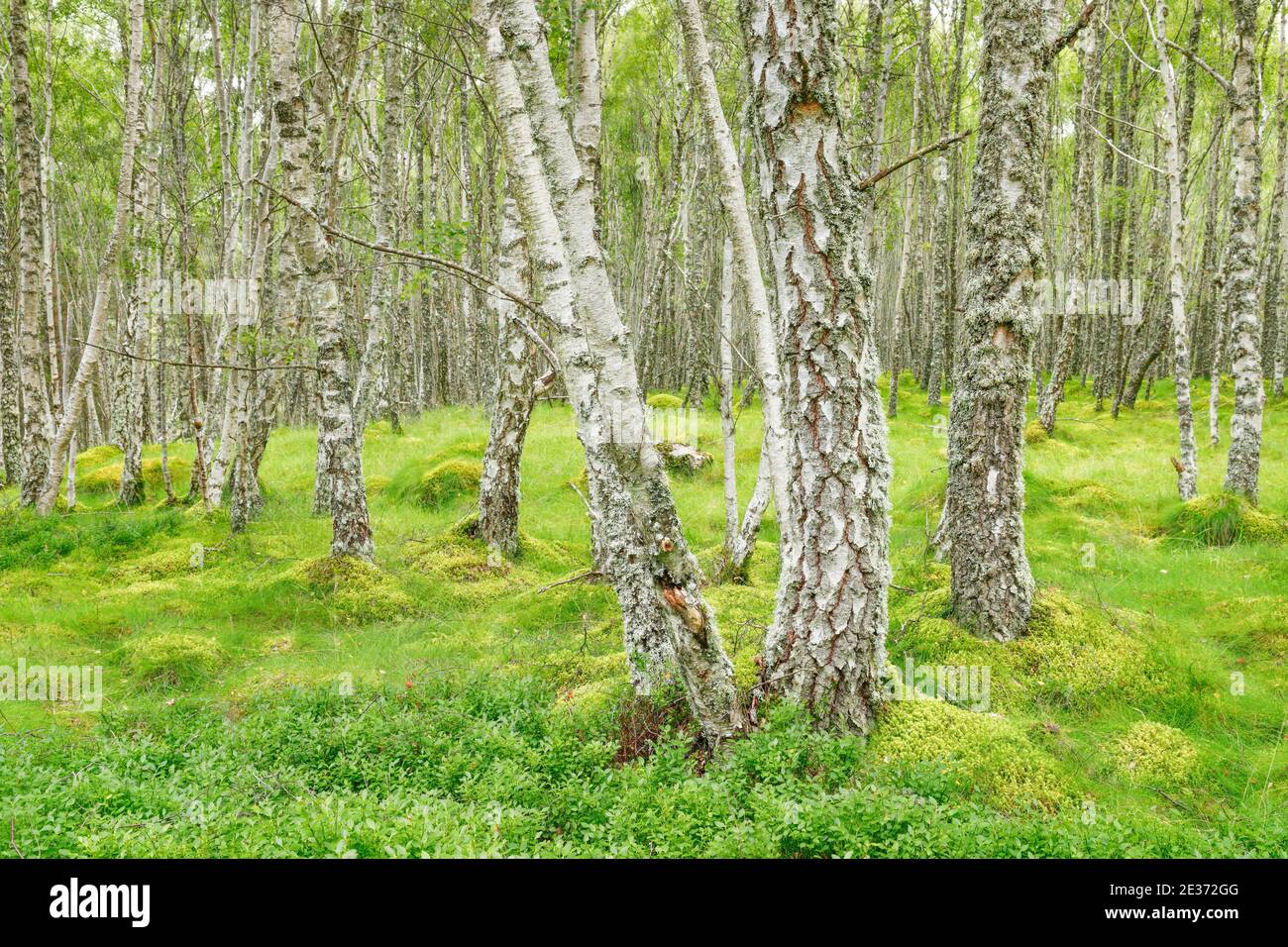 Birch forest hi-res stock photography and images - Alamy