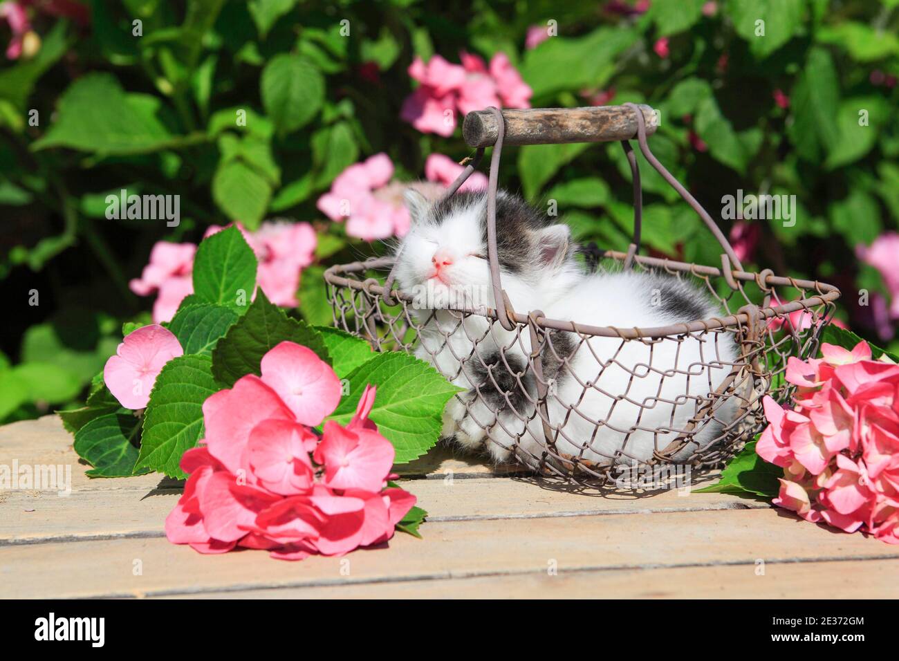 Kitten, Pet, Switzerland Stock Photo - Alamy