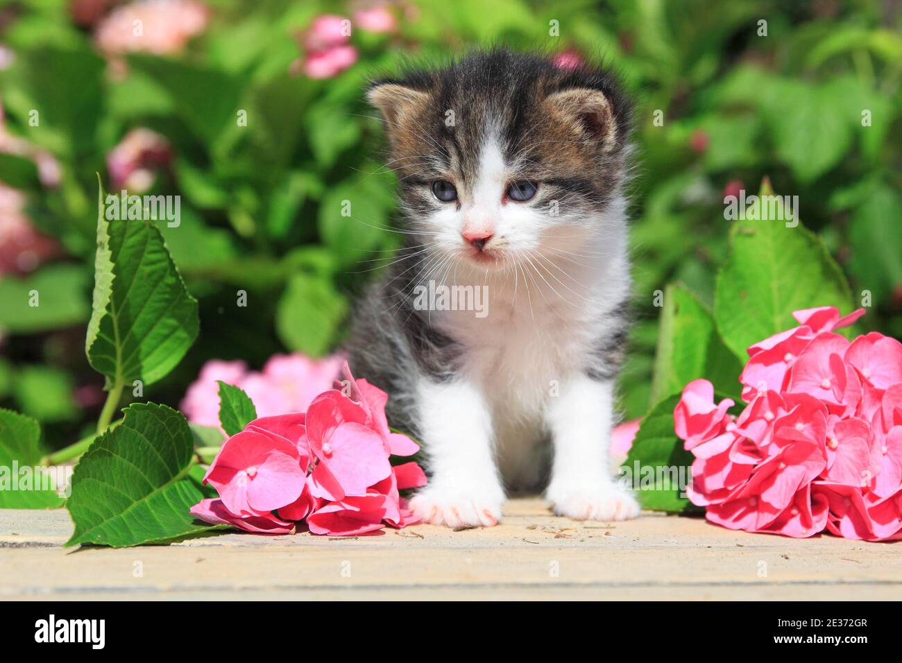 Kitten, Pet, Switzerland Stock Photo - Alamy