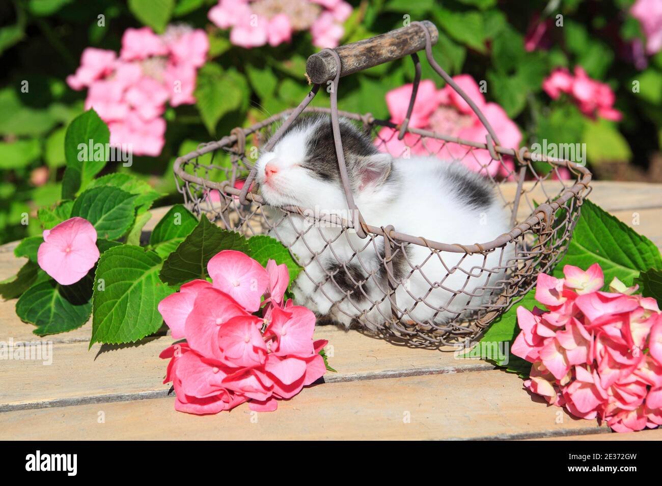 Kitten, Pet, Switzerland Stock Photo - Alamy