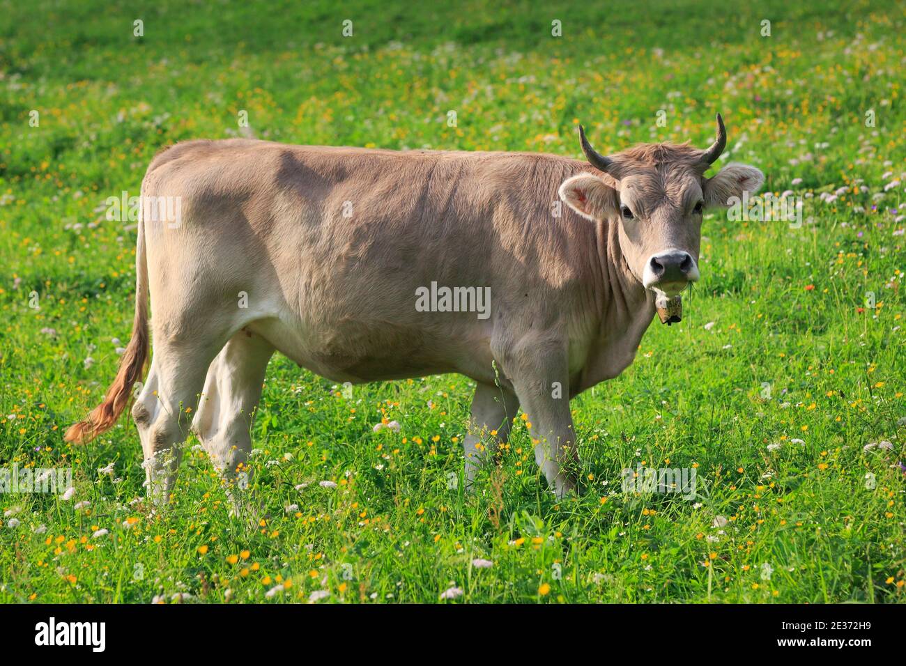 Swiss cow on alp, Switzerland Stock Photo - Alamy