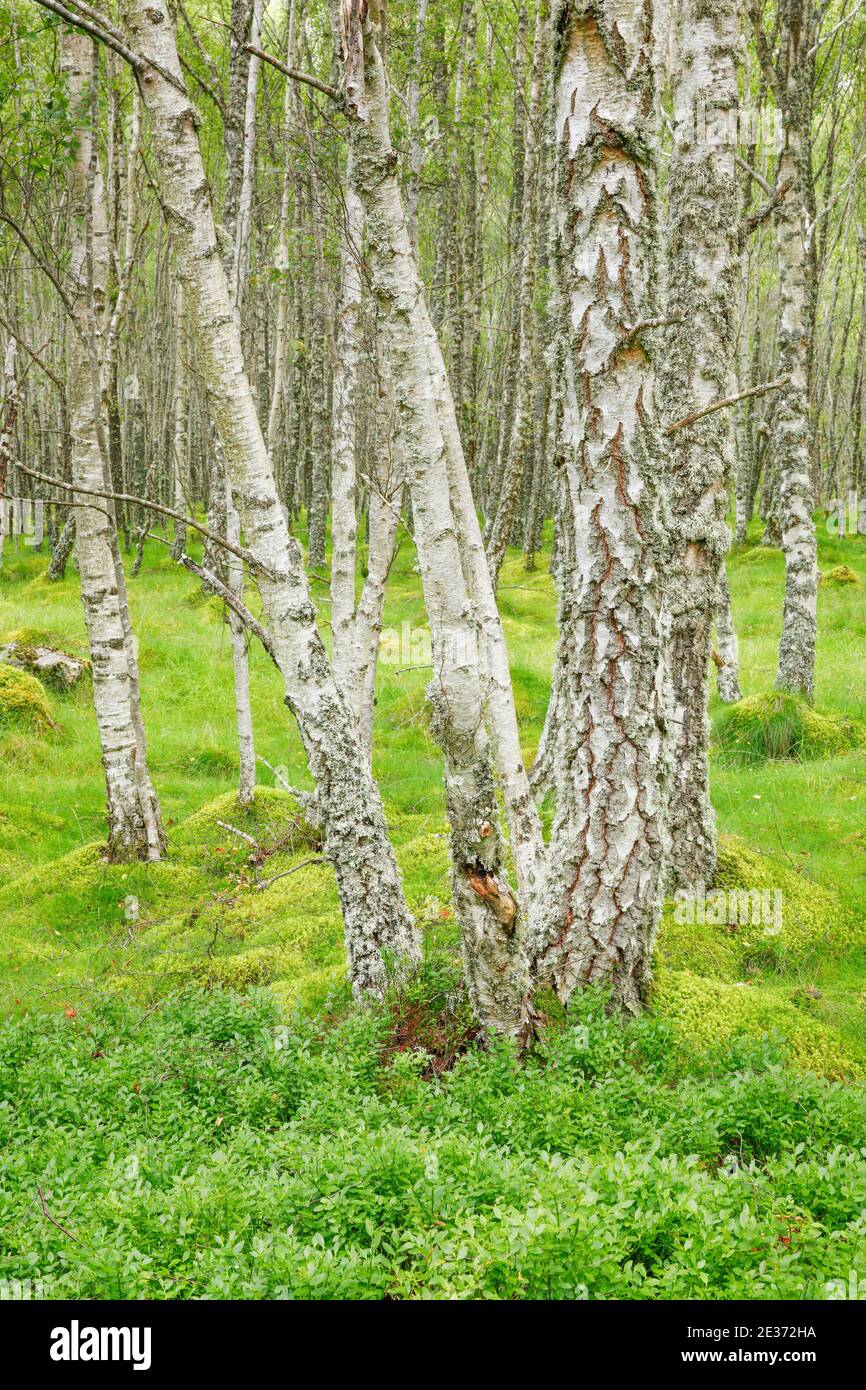 Birch forest hi-res stock photography and images - Alamy